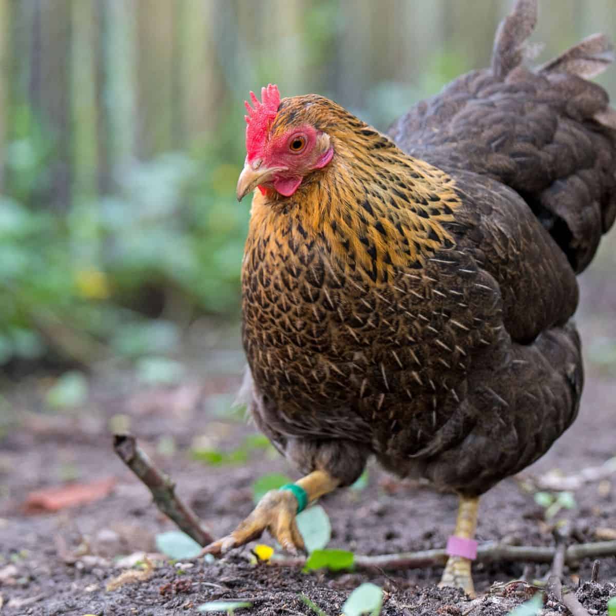7 Charming Chickens That Lay Colored Eggs : Heart's Content Farmhouse