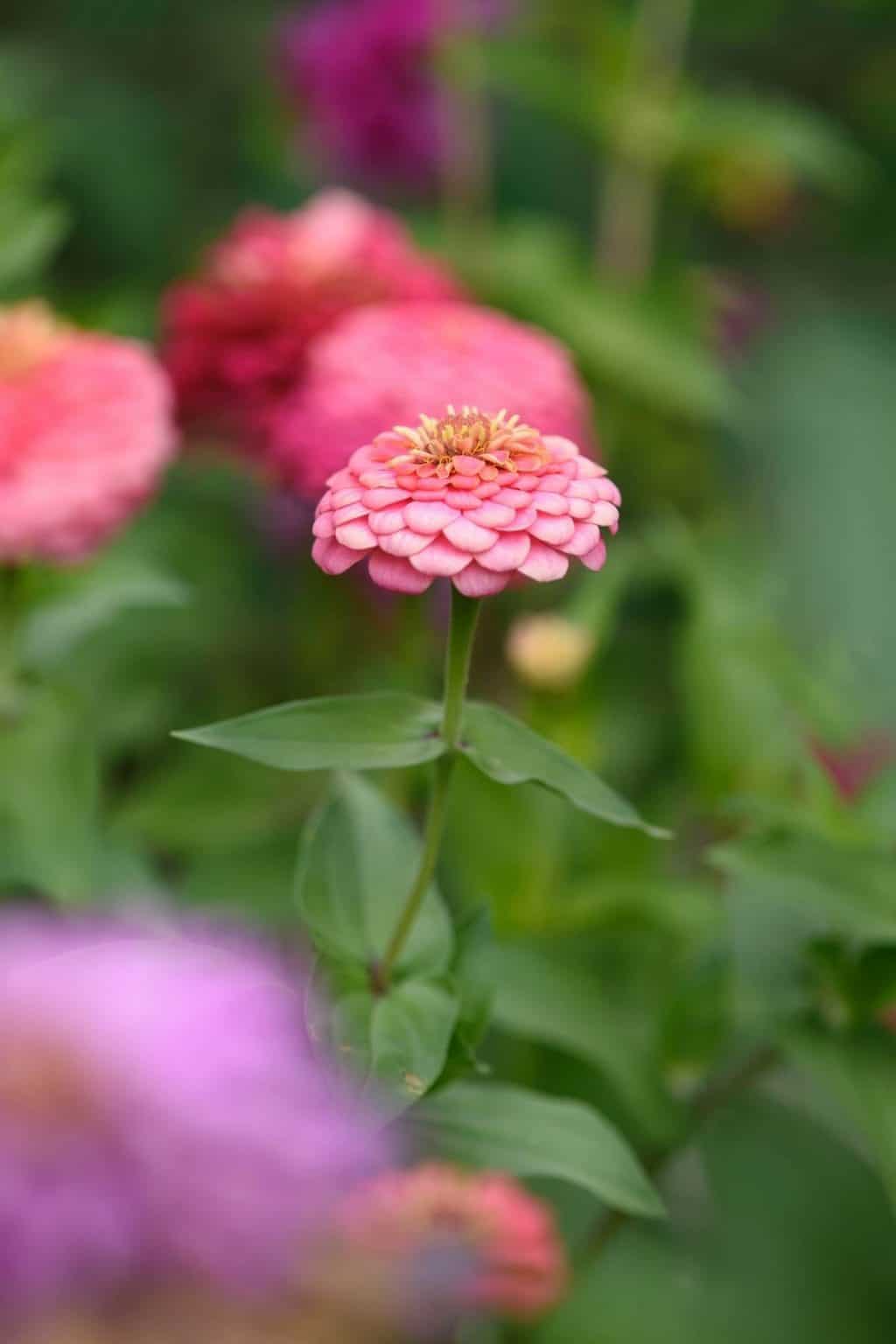 7 Practical + Inspiring 10 x 10 Garden Plans {Sample Layouts for Vegetable Gardens} : Heart's ...