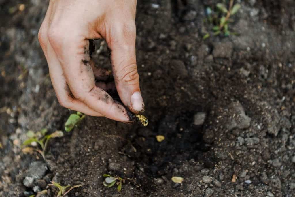 Your Step-by-Step Guide to Creating a Gorgeous Cutting Garden