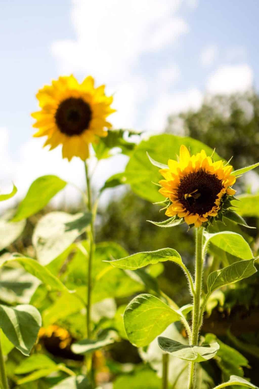 7 Practical + Inspiring 10 x 10 Garden Plans {Sample Layouts for Vegetable Gardens} : Heart's ...