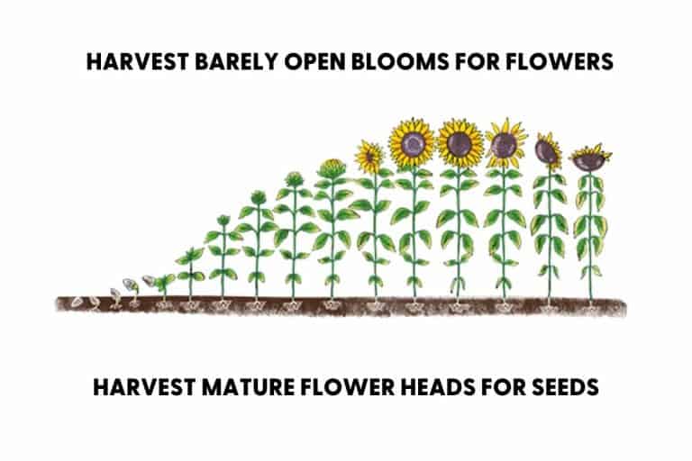 How to Grow Sunflowers: The Ultimate Guide for Beautiful Blooms : Heart ...