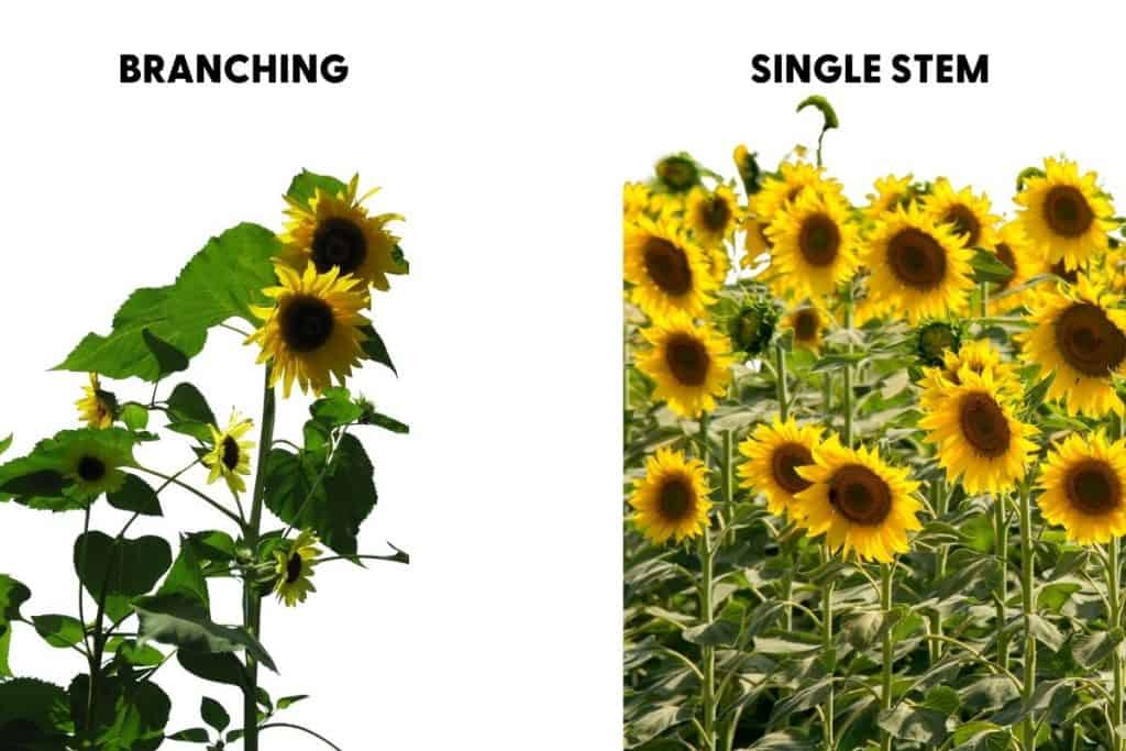 How to Grow Sunflowers: The Ultimate Guide for Beautiful Blooms : Heart ...