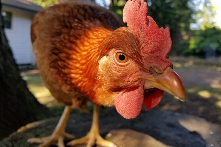 Cinnamon Queen Chicken Review + Why You Need One on Your Homestead ...