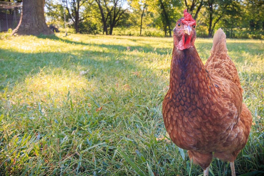 Cinnamon Queen Chicken Review + Why You Need One on Your Homestead ...