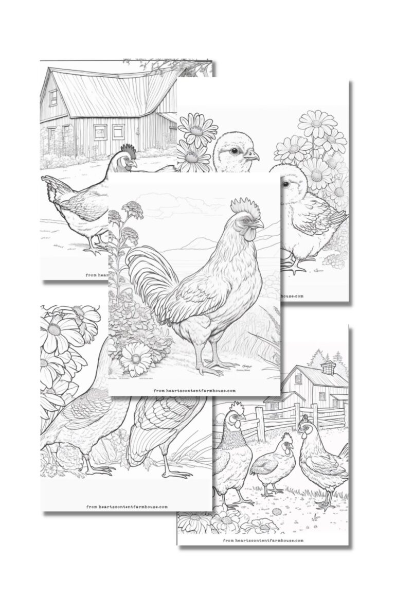 Free Chicken Coloring Pages {Kid and Adult Versions!}