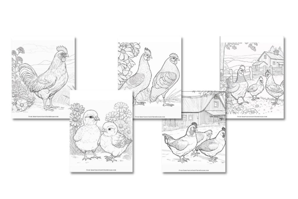Free Chicken Coloring Pages {Kid and Adult Versions!}