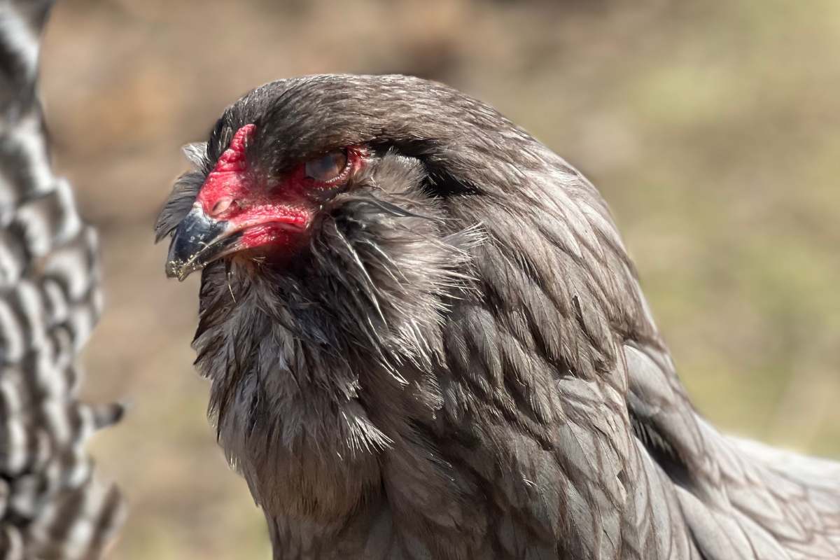 Green Queen Chickens: Everything You Need To Know