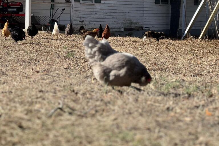Green Queen Chickens: Everything You Need To Know