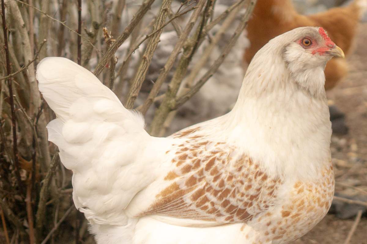 Green Queen Chickens: Everything You Need To Know