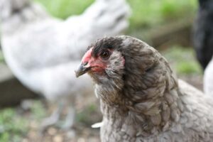 Green Queen Chickens: Everything You Need To Know