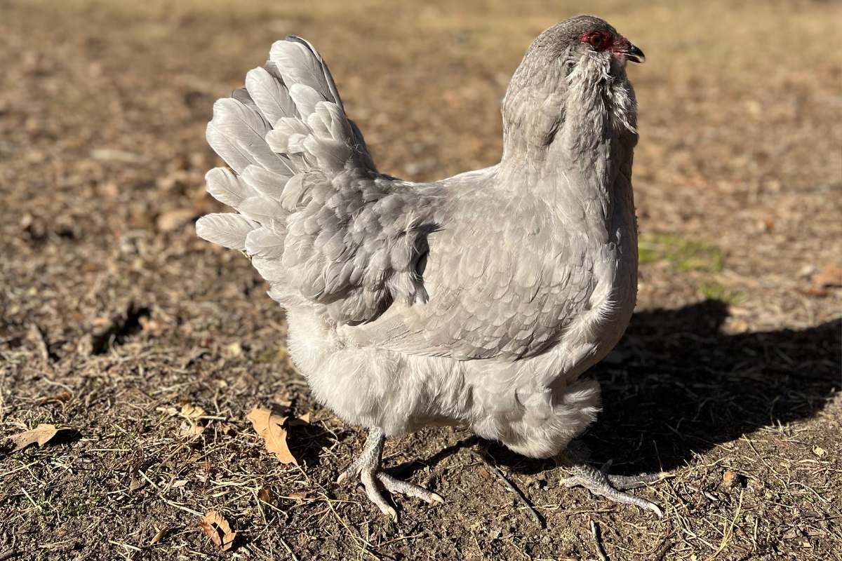 Green Queen Chickens: Everything You Need To Know