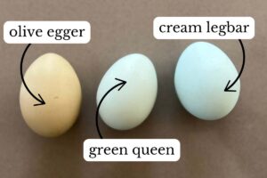 Green Queen Chickens: Everything You Need To Know