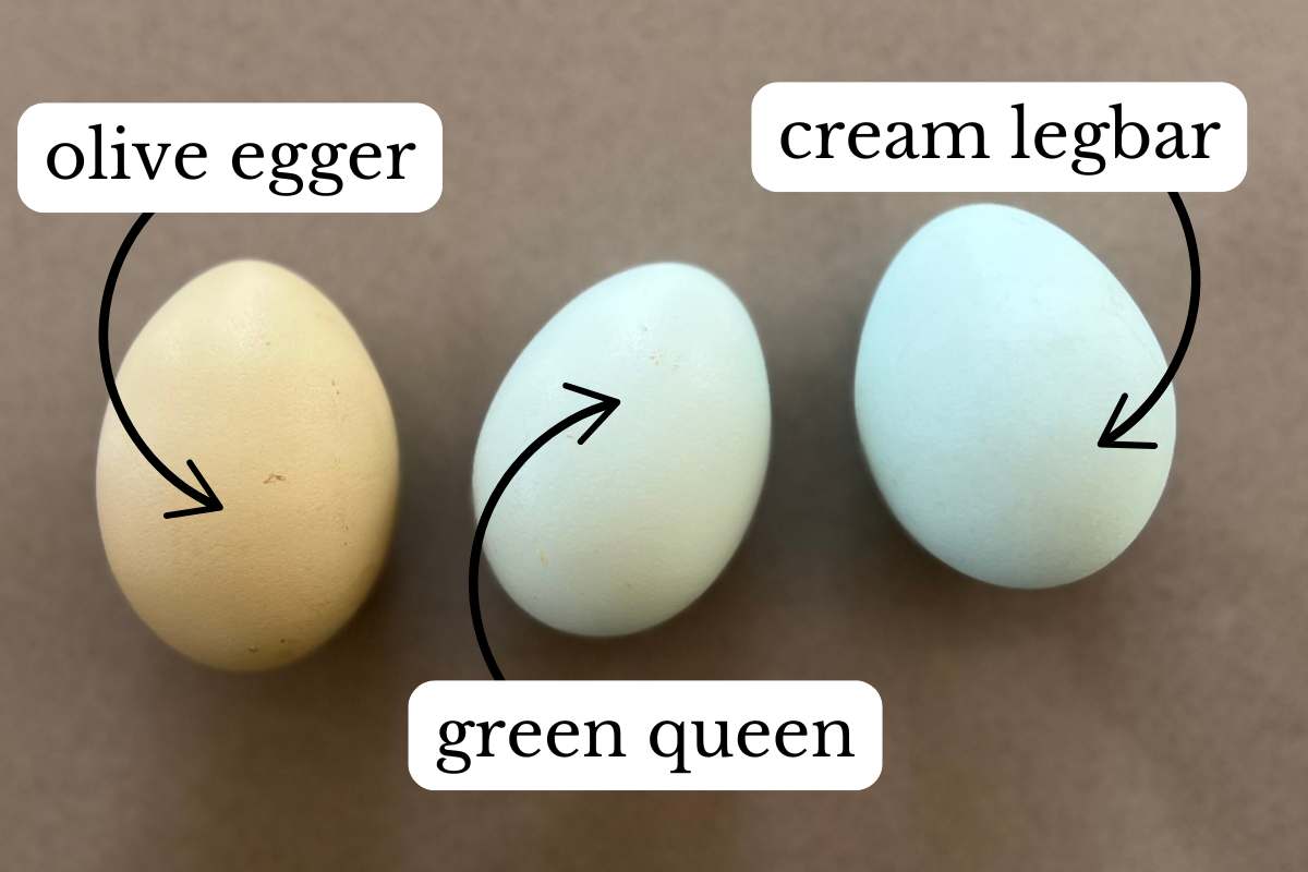 Green Queen Chickens: Everything You Need To Know