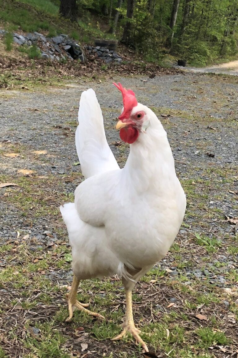 Favorite Chickens That Lay Blue Eggs {From Aqua to Robin's Egg}