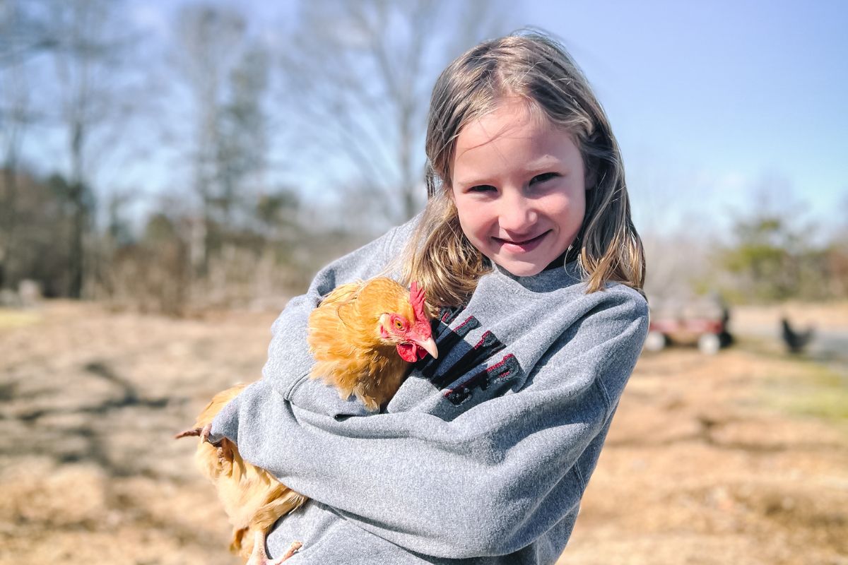 All About Buff Orpingtons: A Classic Favorite