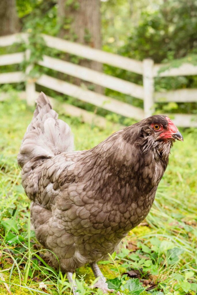 Favorite Chickens That Lay Blue Eggs {From Aqua to Robin's Egg}