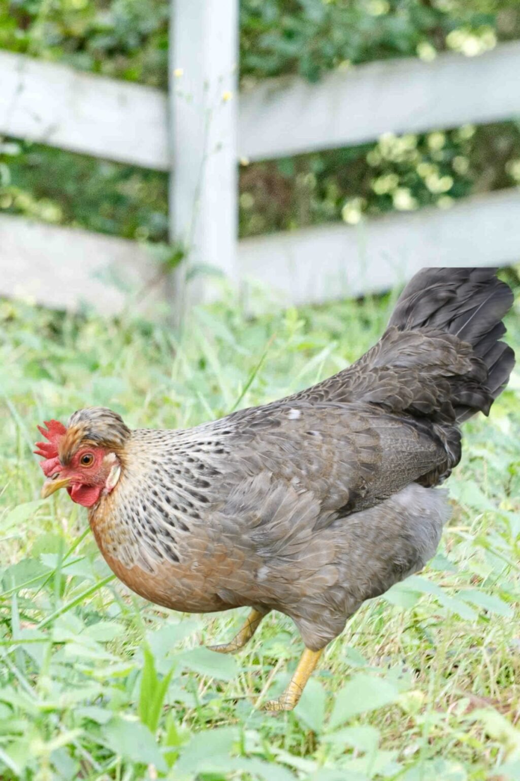 Favorite Chickens That Lay Blue Eggs {From Aqua to Robin's Egg}