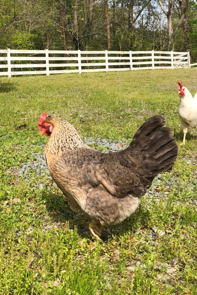 Favorite Chickens That Lay Blue Eggs {From Aqua to Robin's Egg}