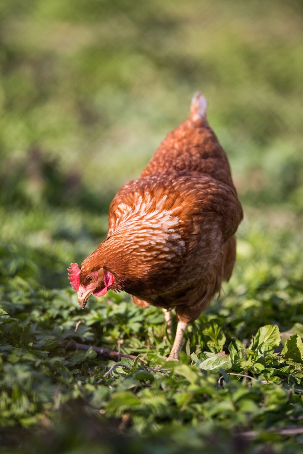 The Best Chicken Breeds to Eat (3 Choices)