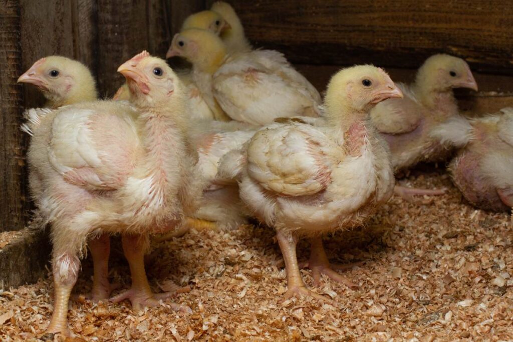 The Best Chicken Breeds to Eat (3 Choices)