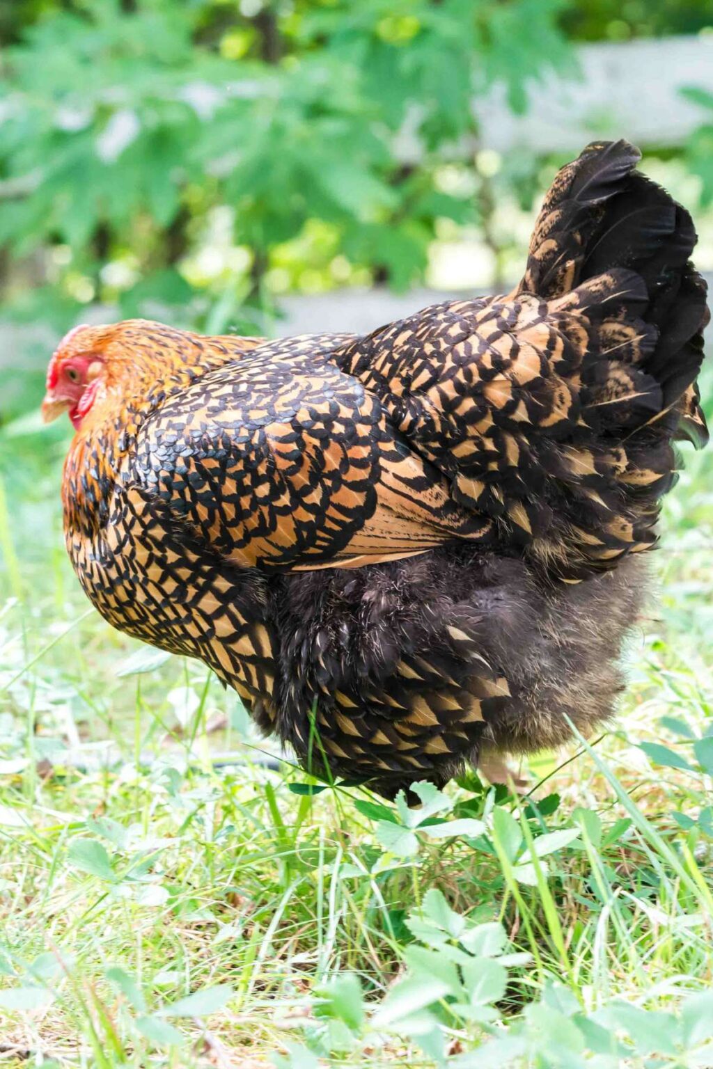 Chickens That Lay Chocolate Eggs: The Breeds That Give You the Darkest ...