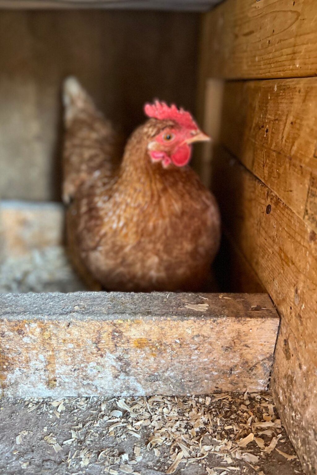Cinnamon Queen Chicken Review + Why You Need One on Your Homestead ...