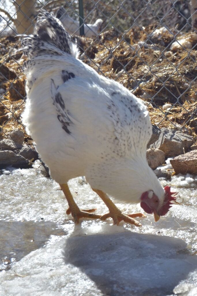 Meet the Delaware Chicken: Backyard Breed Guide