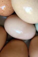 Meet the Delaware Chicken: Backyard Breed Guide