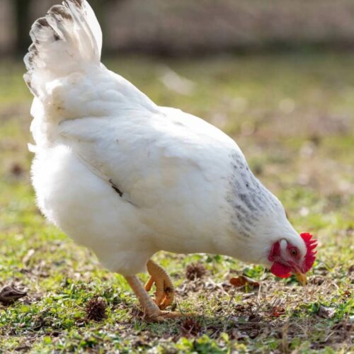 Meet the Delaware Chicken: Backyard Breed Guide