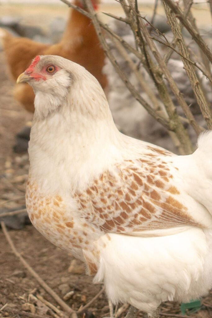 The Ultimate Guide to Easter Egger Chickens