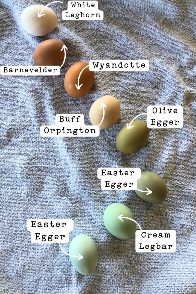 The Ultimate Guide to Easter Egger Chickens