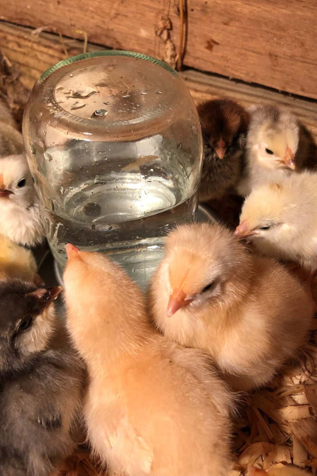 Which Chickens Lay The Most Eggs? The 9 Most Productive Breeds