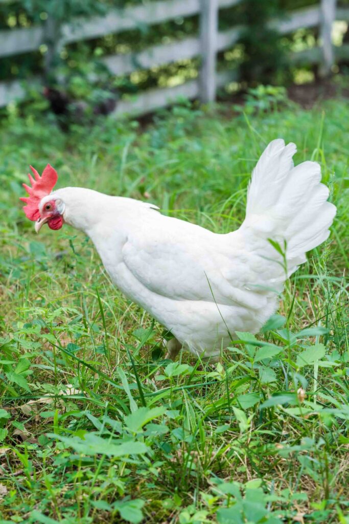 Green Queen Chickens: Everything You Need To Know