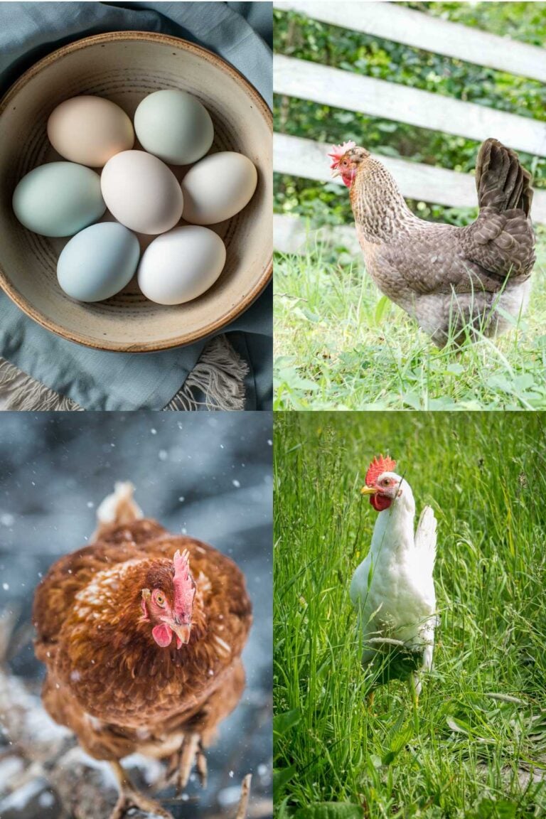 Backyard Breed Guide: Buff Orpington Chickens