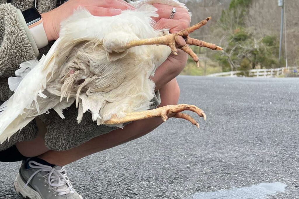 Pasty Butt in Chickens: Prevention, Treatment, and Care