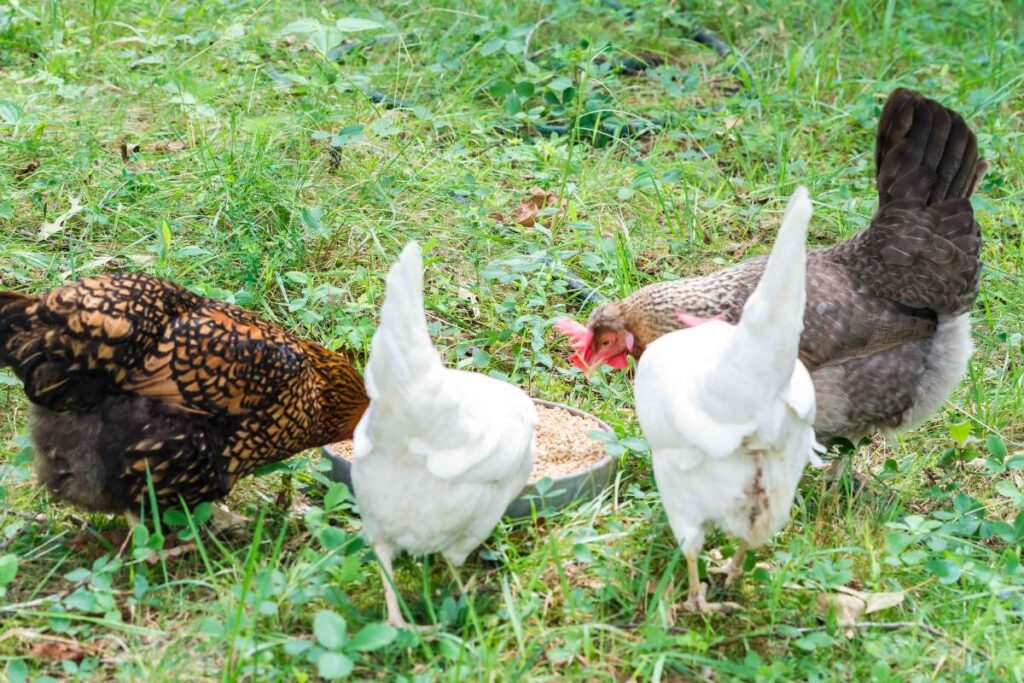 Pasty Butt in Chickens: Prevention, Treatment, and Care