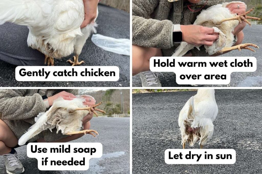 Pasty Butt in Chickens: Prevention, Treatment, and Care
