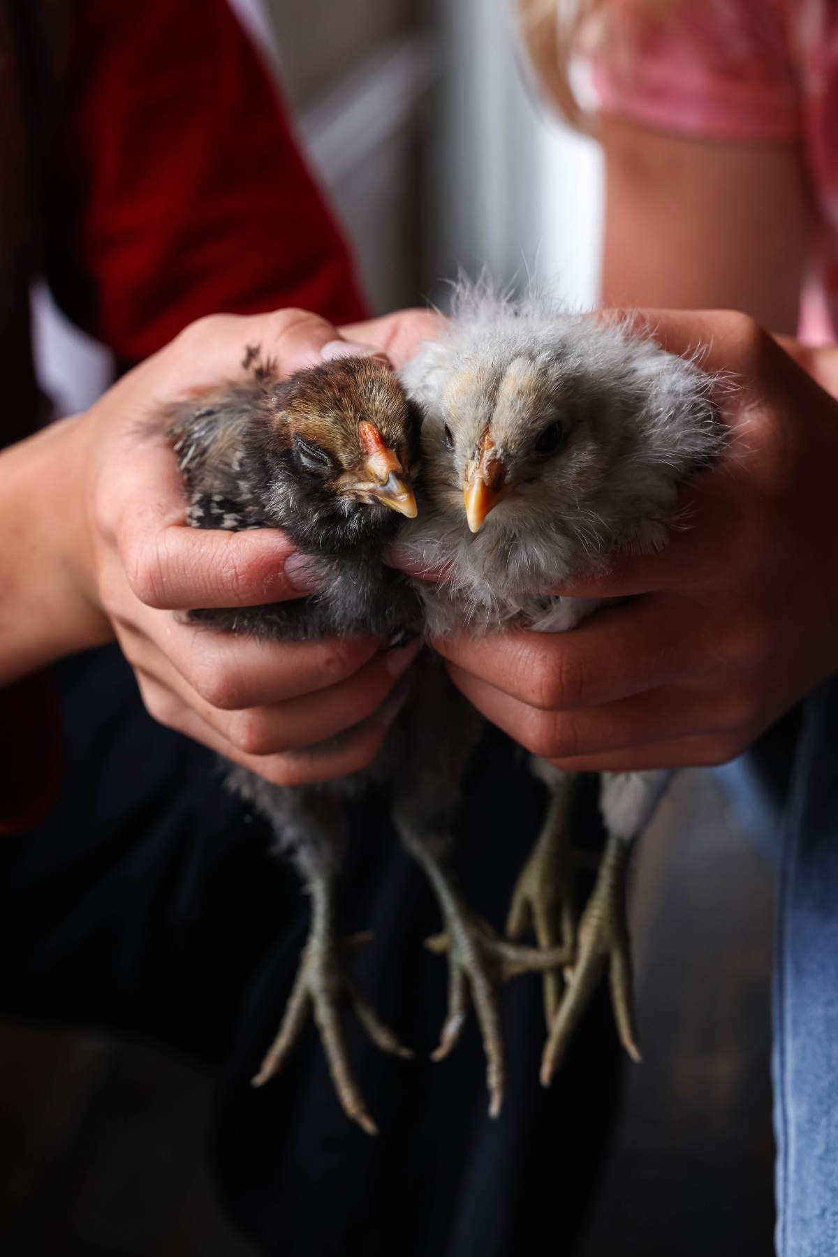 Pasty Butt in Chickens: Prevention, Treatment, and Care