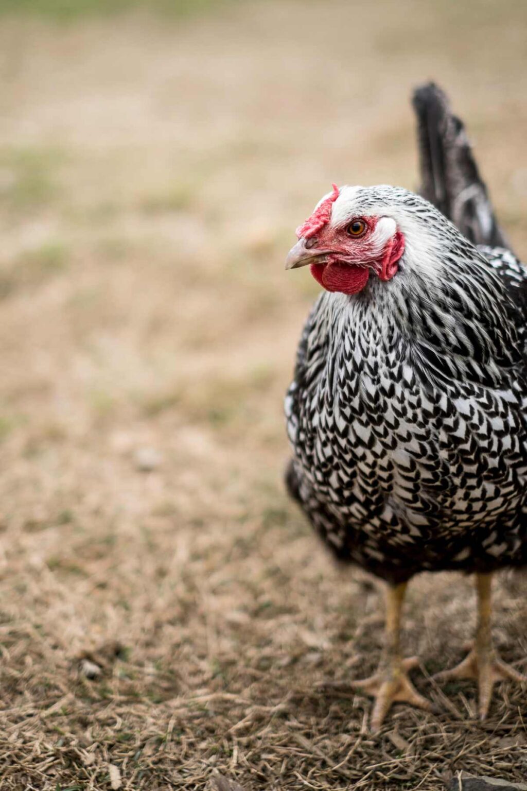 Which Chickens Lay The Most Eggs? The 9 Most Productive Breeds