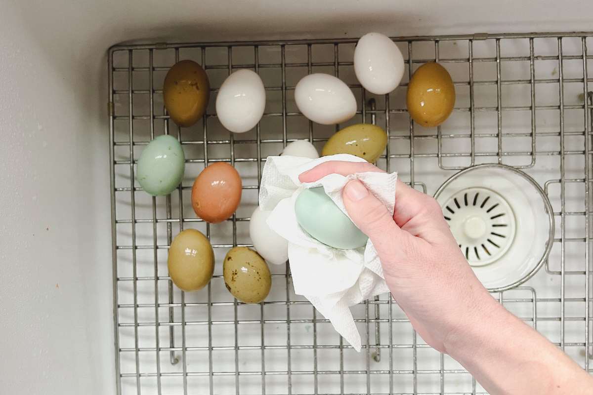 How To Clean Farm Fresh Eggs : Heart's Content Farmhouse