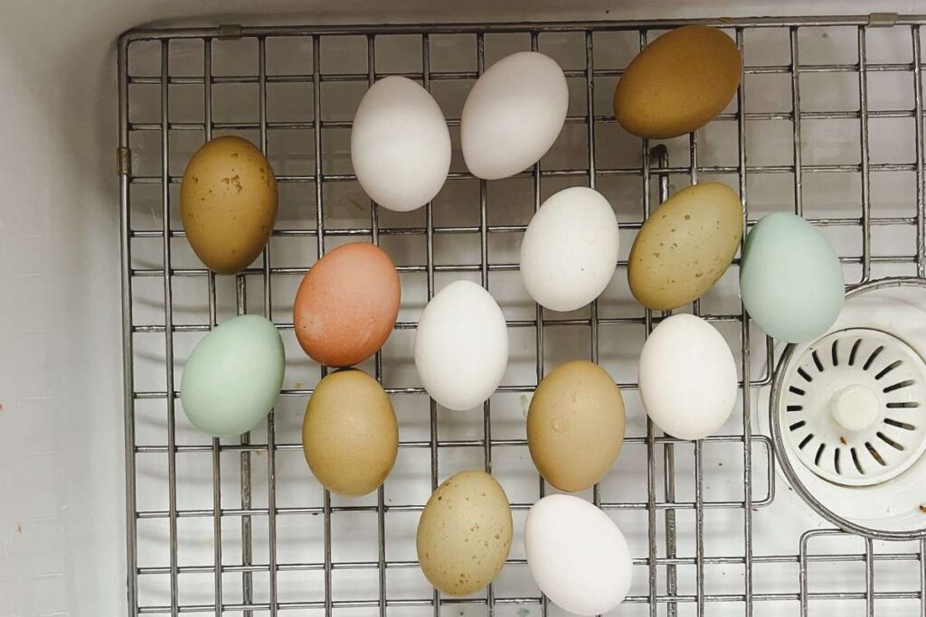 How To Clean Farm Fresh Eggs : Heart's Content Farmhouse