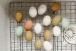 How To Clean Farm Fresh Eggs : Heart's Content Farmhouse