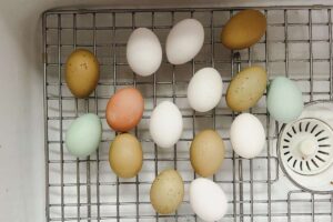 How To Clean Farm Fresh Eggs : Heart's Content Farmhouse