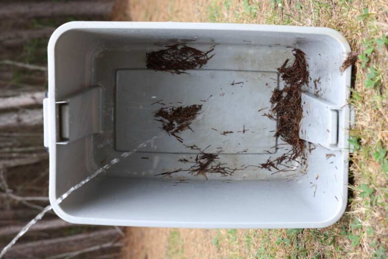 How to Raise Baby Chicks at Home (A Simple Step-by Step Guide)