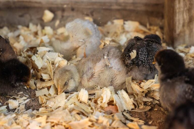 How to Raise Baby Chicks at Home (A Simple Step-by Step Guide)