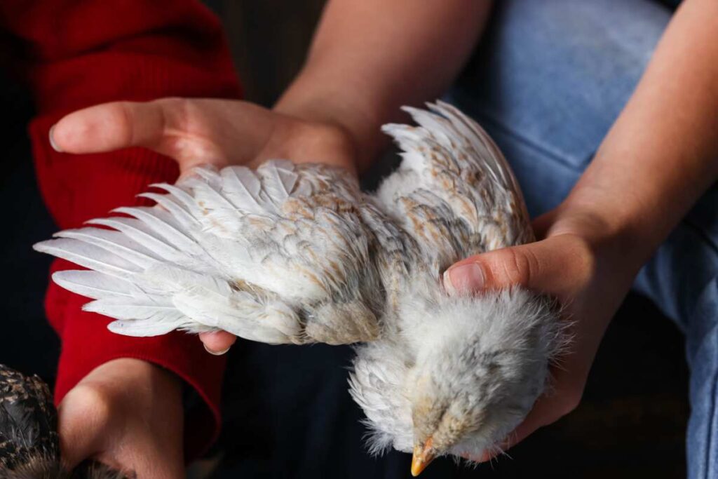 How to Raise Baby Chicks at Home (A Simple Step-by Step Guide)