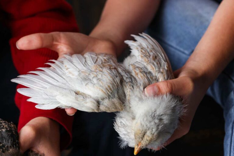 How to Raise Baby Chicks at Home (A Simple Step-by Step Guide)