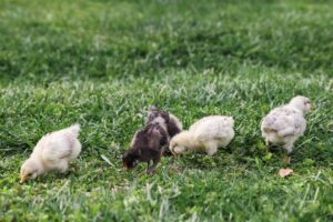 How to Raise Baby Chicks at Home (A Simple Step-by Step Guide)
