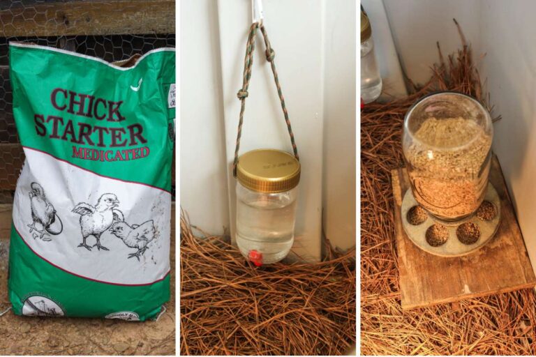 How To Raise Baby Chicks At Home A Simple Step By Step Guide