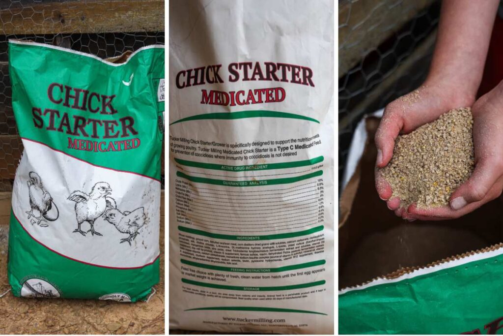 How to Raise Baby Chicks at Home (A Simple Step-by Step Guide)